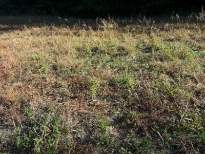 24DB and Cleth at Same Time? | Wildlife Habitat - Lets talk.....